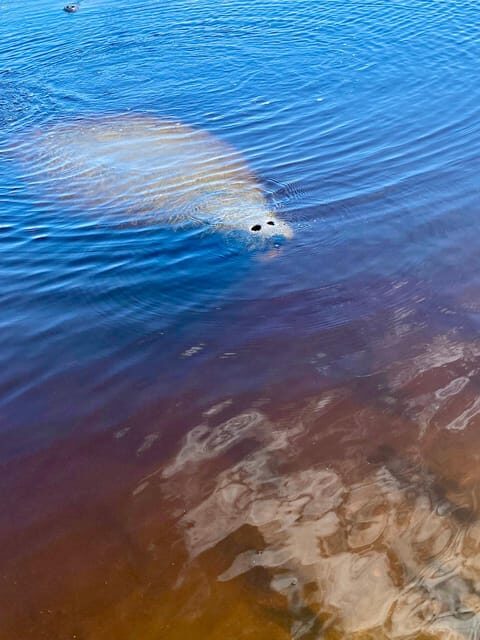 Manatee and Nature Tour of Ormond Beach - Practical Details