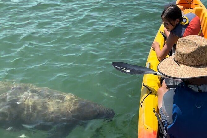 Manatee Discovery Anna Maria Island - An Authentic Look at the Experience