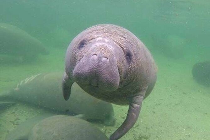 Manatee Discovery Anna Maria Island - Who Should Book This Tour?