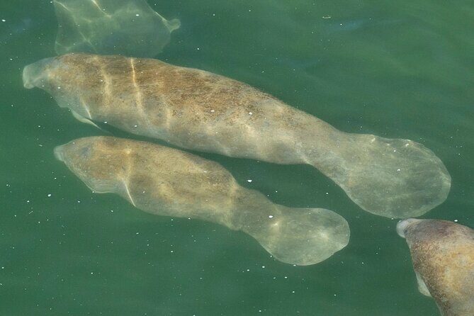 Manatee Discovery Anna Maria Island - FAQ