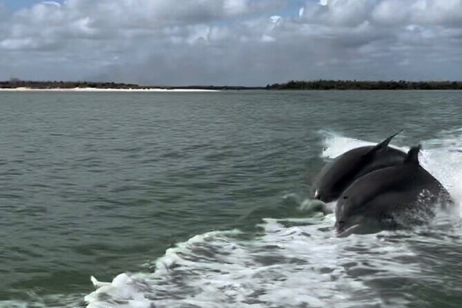 Manatee, Dolphin, and 10,000 Islands Eco Beach Tour by Boat - A Deep Dive Into the Experience