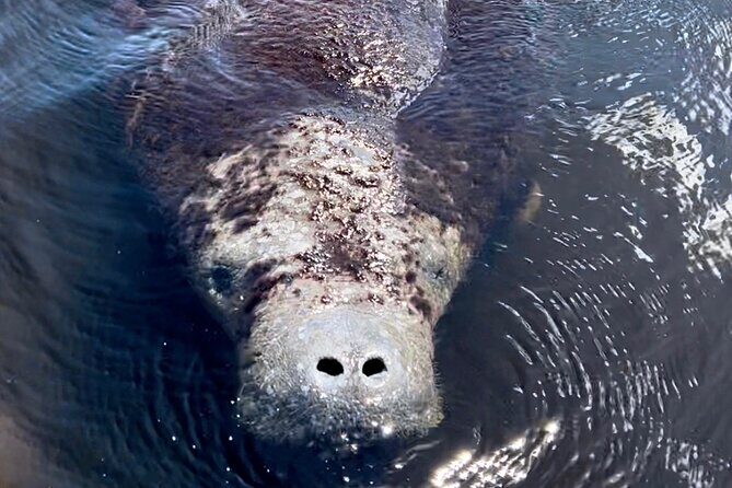 Manatee, Dolphin and 10,000 Islands Sunset Cruise! - Value and Who It’s Best For