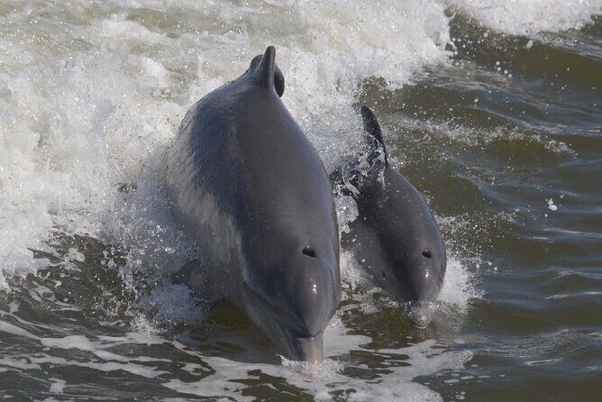 Manatee, Dolphin and 10,000 Islands Sunset Cruise! - Final Thoughts
