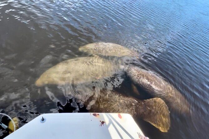 Manatee, Dolphin and 10,000 Islands Sunset Cruise! - FAQ