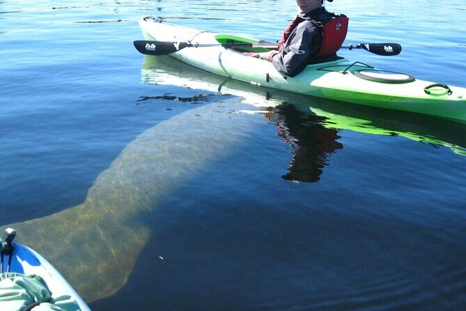 Manatee Kayak Encounter - A Closer Look at the Experience