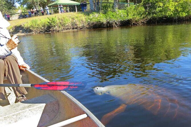 Manatee Kayak Encounter - Practical Details: What You Need to Know
