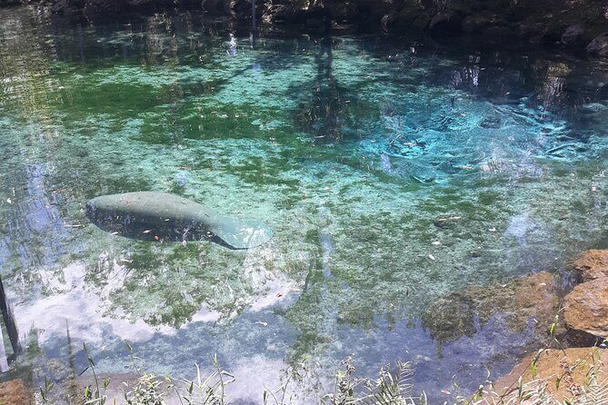 Manatee Kayak Encounter - Who Should Consider This Tour?