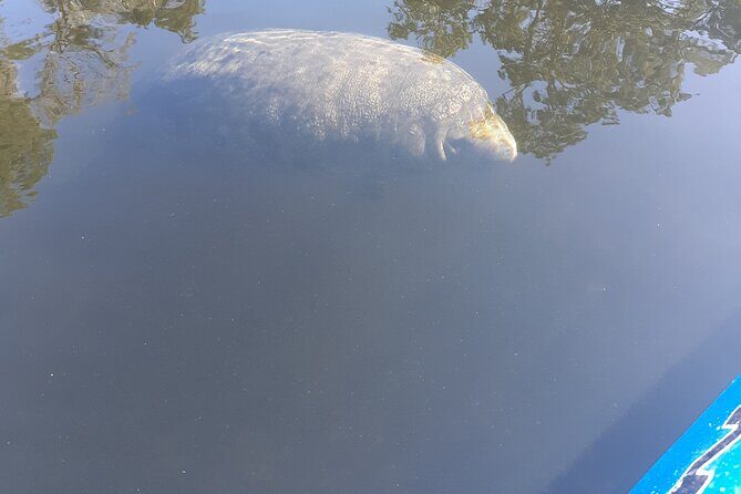 Manatee Kayak Encounter - The Sum Up