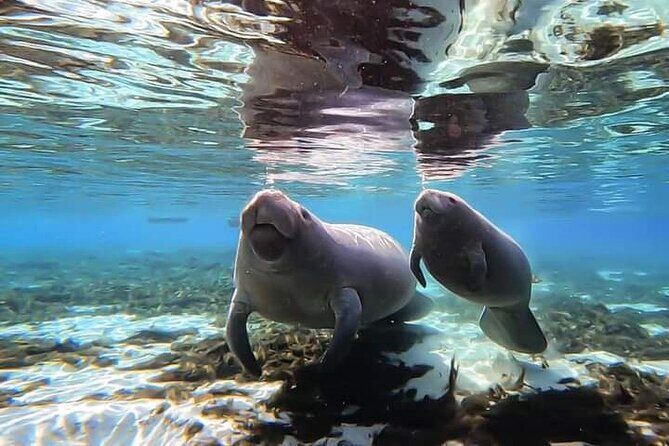 Manatee Kayak Encounter - FAQ