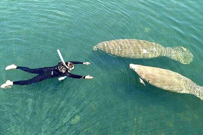 Manatee Magic Private 3 Hour Swim Heated Boat with Restroom - Final Thoughts