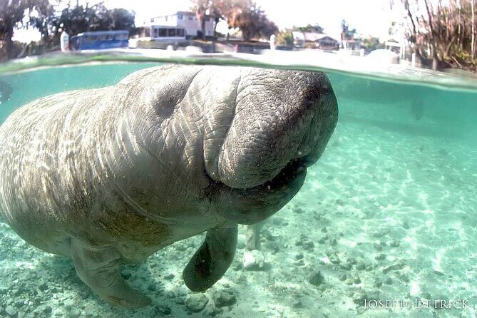 Manatee Snorkel Tour - Small Group - An Introduction to the Manatee Snorkel Tour Experience