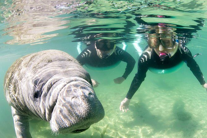 Manatee Snorkel Tour - Small Group - The Value and Who It’s Best For