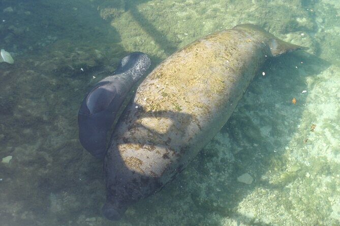 Manatee Springs Adventure Tour - Key Points