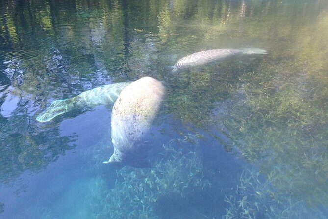 Manatee Springs Adventure Tour - Who Will Love This Experience?