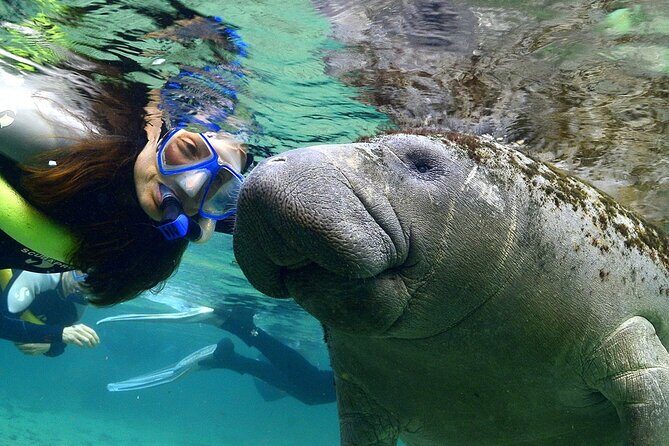 Manatee Swim and Wildlife Park with Upgrade Options from Orlando - A Deep Dive into the Day