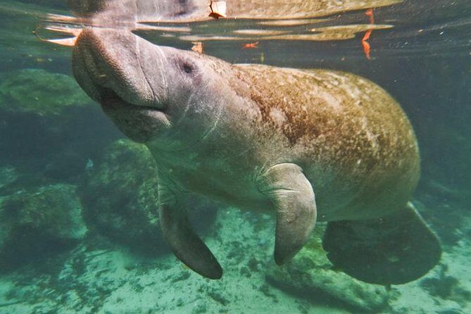 Manatee Swim and Wildlife Park with Upgrade Options from Orlando - Who Will Love This Tour?