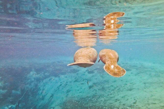 Manatee Swim and Wildlife Park with Upgrade Options from Orlando - FAQ