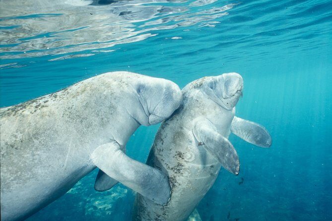 Manatee Swim and Wildlife Park with Upgrade Options from Orlando - Final Thoughts