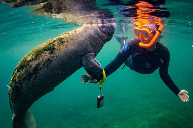 Manatee Swim and Wildlife Park with Upgrade Options from Orlando - Final Recommendation