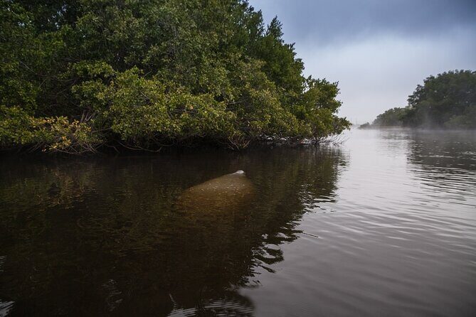 Manatees, Grasslands and Mangroves kayak Tour (Small Group Tour) - A Detailed Look at the Experience
