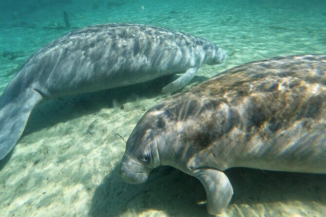 Manatees, Monkeys and Florida Natural Spring Adventure Tour - Who Will Love This Tour?