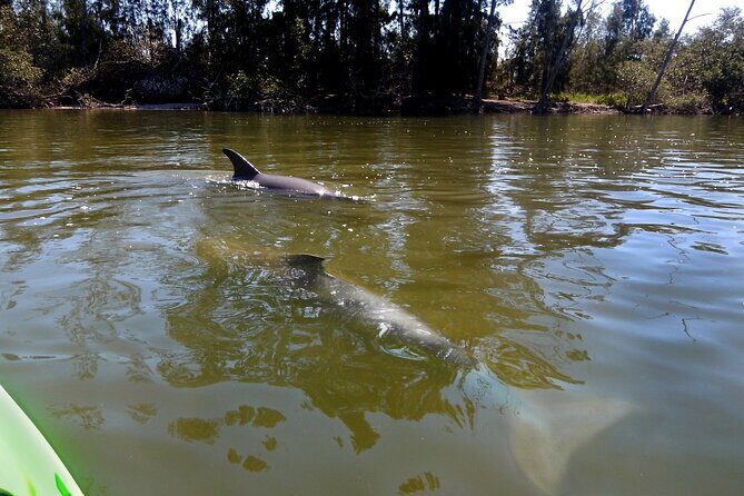 Manatees/Sunset/Bioluminescence Tour - FAQ