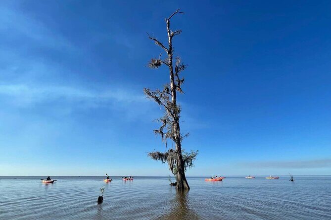 Manchac Swamp EXTENDED Kayak Tour with Pickup - The Practicalities: Transportation, Pricing, and What’s Included