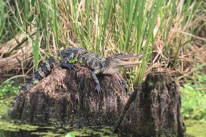 Manchac Swamp EXTENDED Kayak Tour with Pickup - The Sum Up