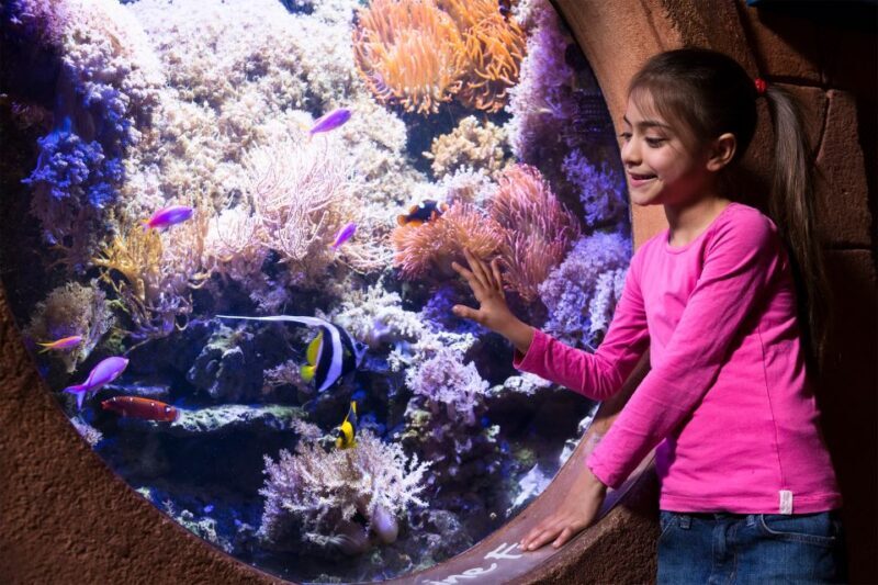 Manchester: SEA LIFE Entrance Ticket - A Deep Dive into the Marine World of Manchester