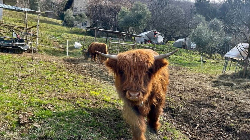 Mandello del Lario: Hike across hills and quaint hamlets - Detailed Itinerary Breakdown