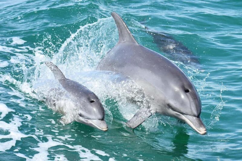 Mandurah: Dolphin and Views Cruise - An In-Depth Look at the Mandurah Dolphin and Views Cruise