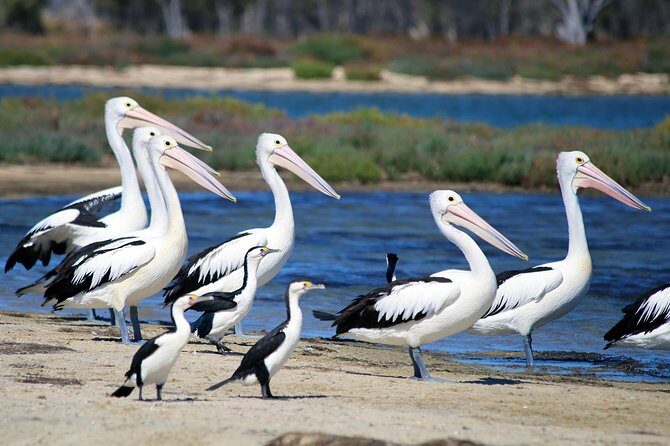 Mandurah Dolphin Cruise and Views - Wrapping Up