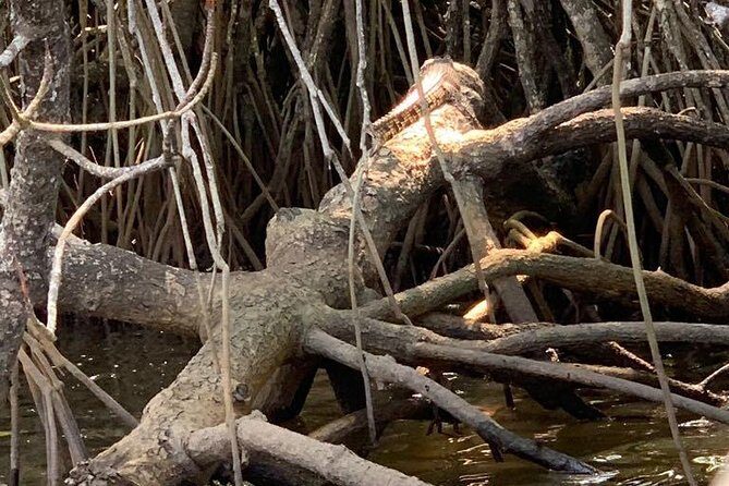 Mangrove Adventure - What to Expect on the Mangrove Adventure