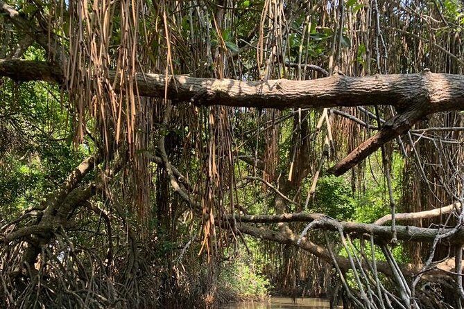 Mangrove Adventure - Who Will Love This Tour?