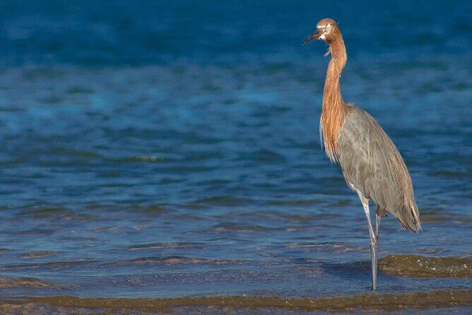 Mangrove Adventure with Snorkeling and Shellfish Tasting - What This Tour Means for You