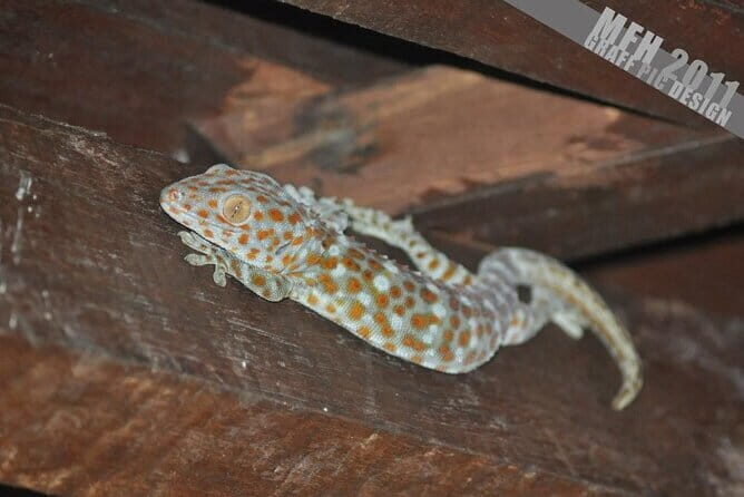 Mangrove Boat Tour Through Kilim Geo Forest Park Langkawi - The Itinerary in Detail