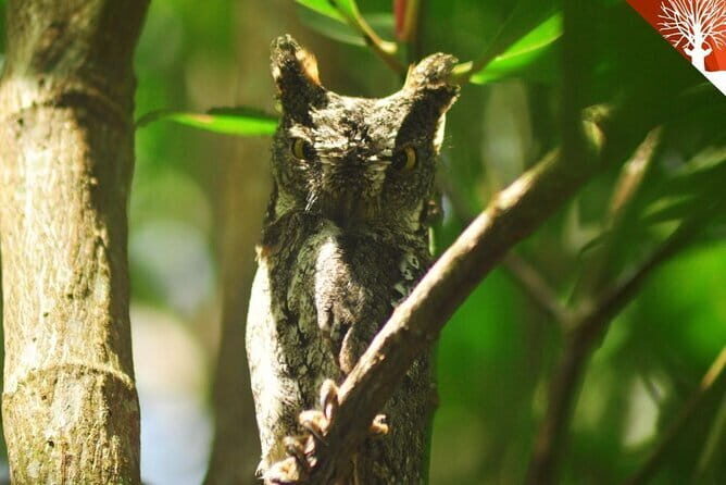 Mangrove Boat Tour Through Kilim Geo Forest Park Langkawi - Who This Tour Suits Best
