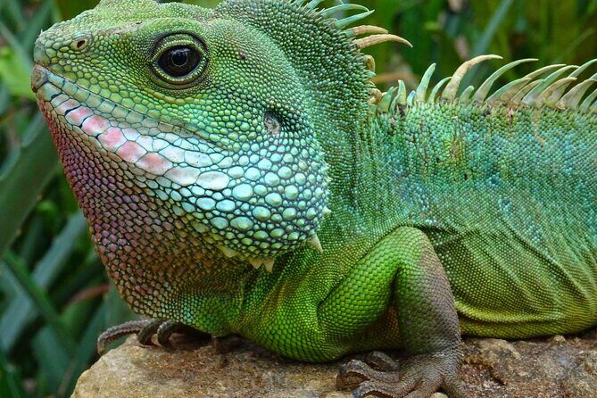 Mangrove Cay And Iguana Island Venture In Turks And Caicos Island - A Thorough Look at the Tour Experience