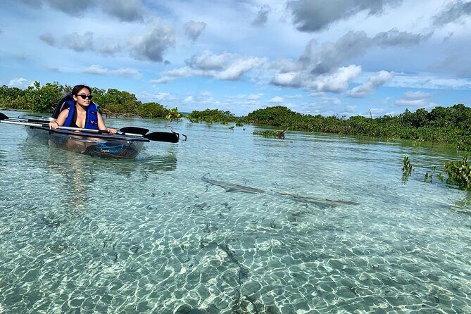 Mangrove Clear Kayak Tour - An In-Depth Look at the Experience