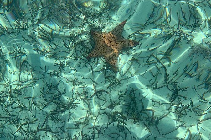 Mangrove Clear Kayak Tour - Practical Tips for Your Tour