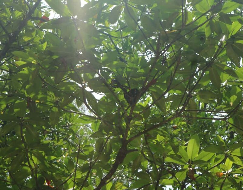 Mangrove Day Tour - Bintan - FAQs