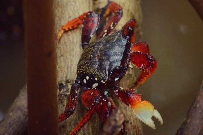Mangrove Guided Tour - The Real Experiences from Travelers