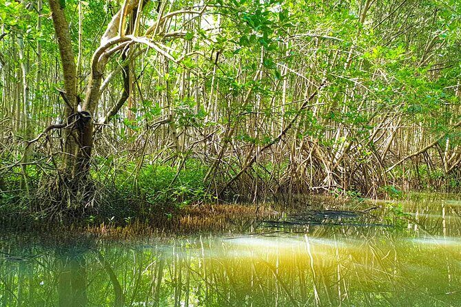 Mangrove Guided Tour - Practical Tips for Travelers
