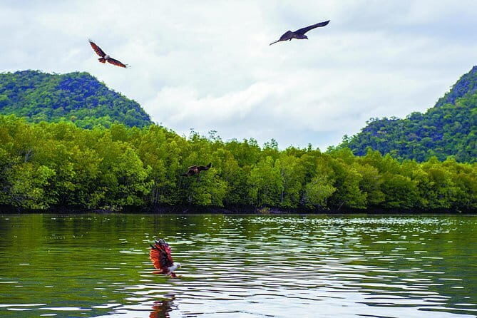 Mangrove Kayaking Adventure in Langkawi (Shared Tour) - Key Points