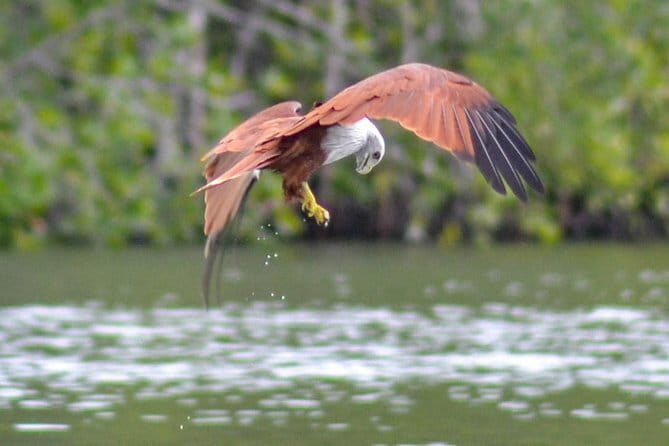 Mangrove Kayaking Adventure in Langkawi (Shared Tour) - A Closer Look at the Tour Itinerary and Highlights