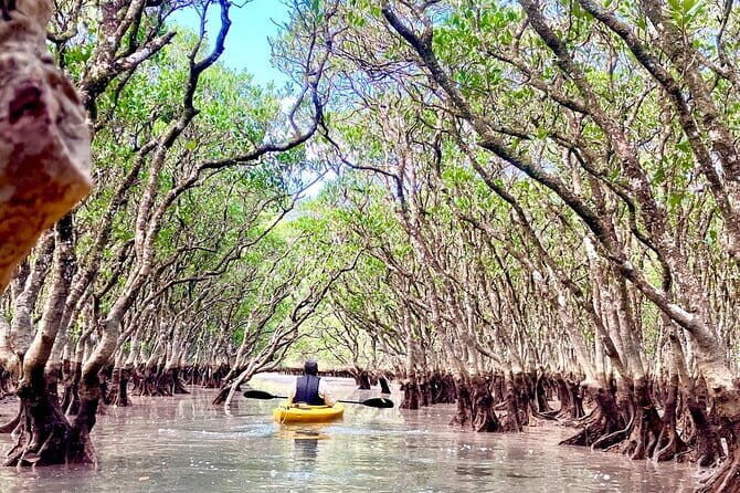 Mangrove Kayaking in Amami Oshima Island Tour - Introduction: Unveiling the Quiet Wonders of Amami Oshima