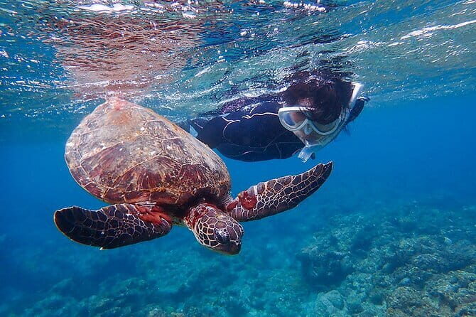 Mangrove Kayaking in Amami Oshima Island Tour - The Practical Details