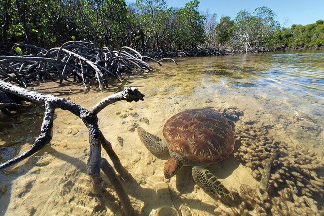 Mangrove Paddle Ride Sainte Anne Guadeloupe - The Sum Up