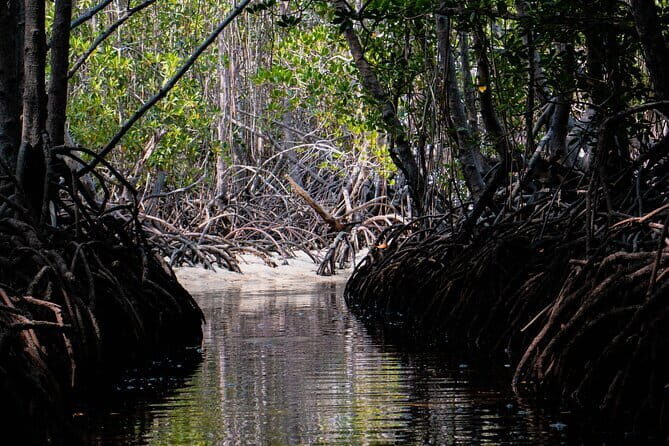 Mangrove Reforestation and Exploration around the Nusa Islands - A Close Look at the Experience