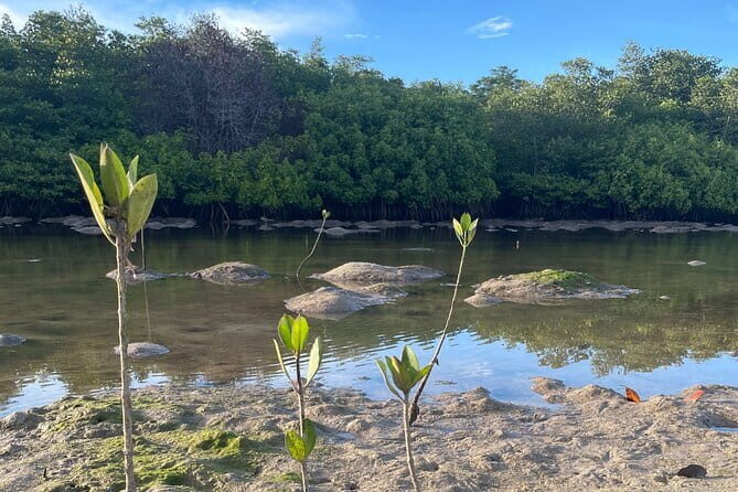 Mangrove Reforestation and Exploration around the Nusa Islands - FAQ
